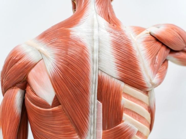 Best Back Exercise Names - At Home - No Equipment - Fitness Magazine