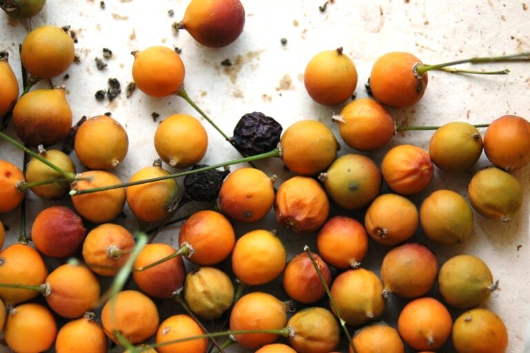 บาโซคืออะไร? Baso High - Baso ต่ำหมายถึงอะไร? - นิตยสารฟิตเนส